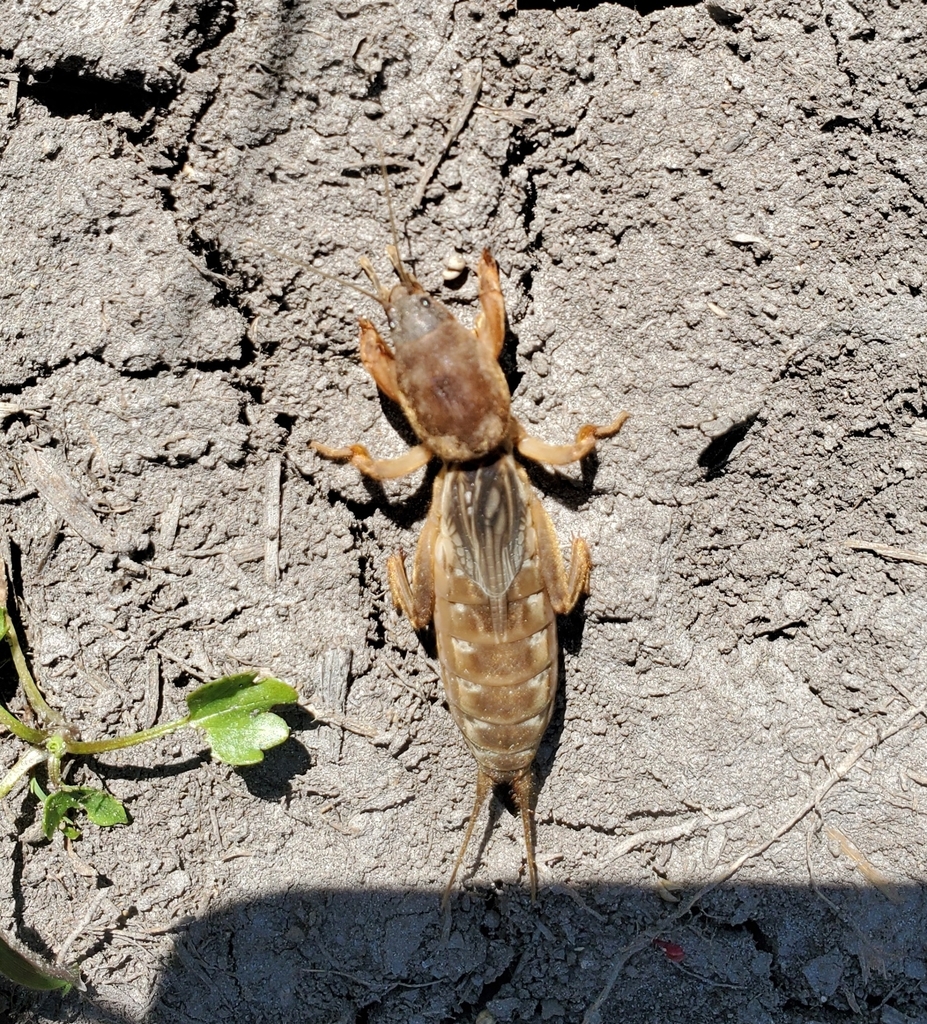 Northern Mole Cricket from East Lake, NC 27953, USA on April 14, 2024 ...