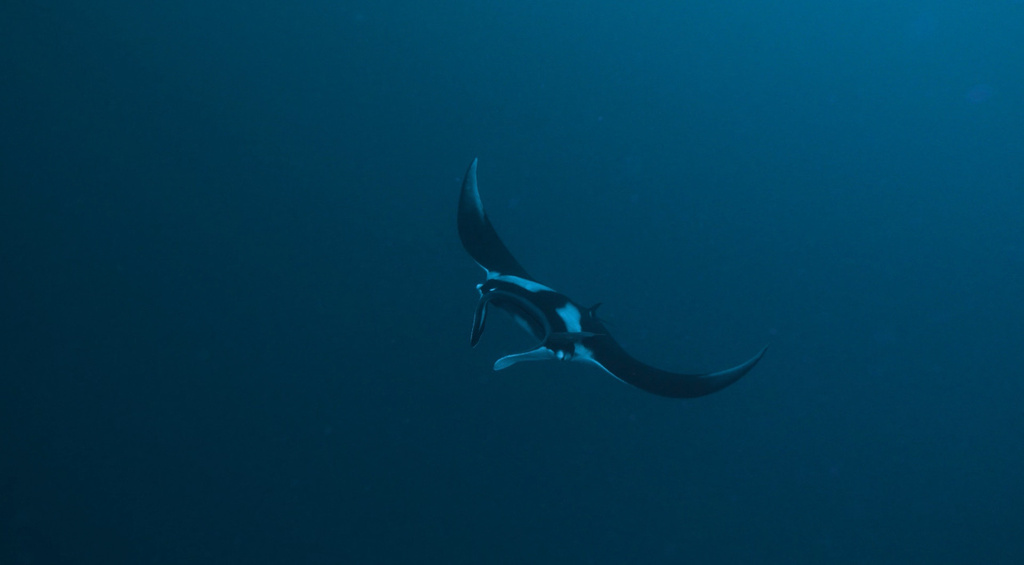 Oceanic Manta Ray in April 2024 by Matthieu Lapinski · iNaturalist