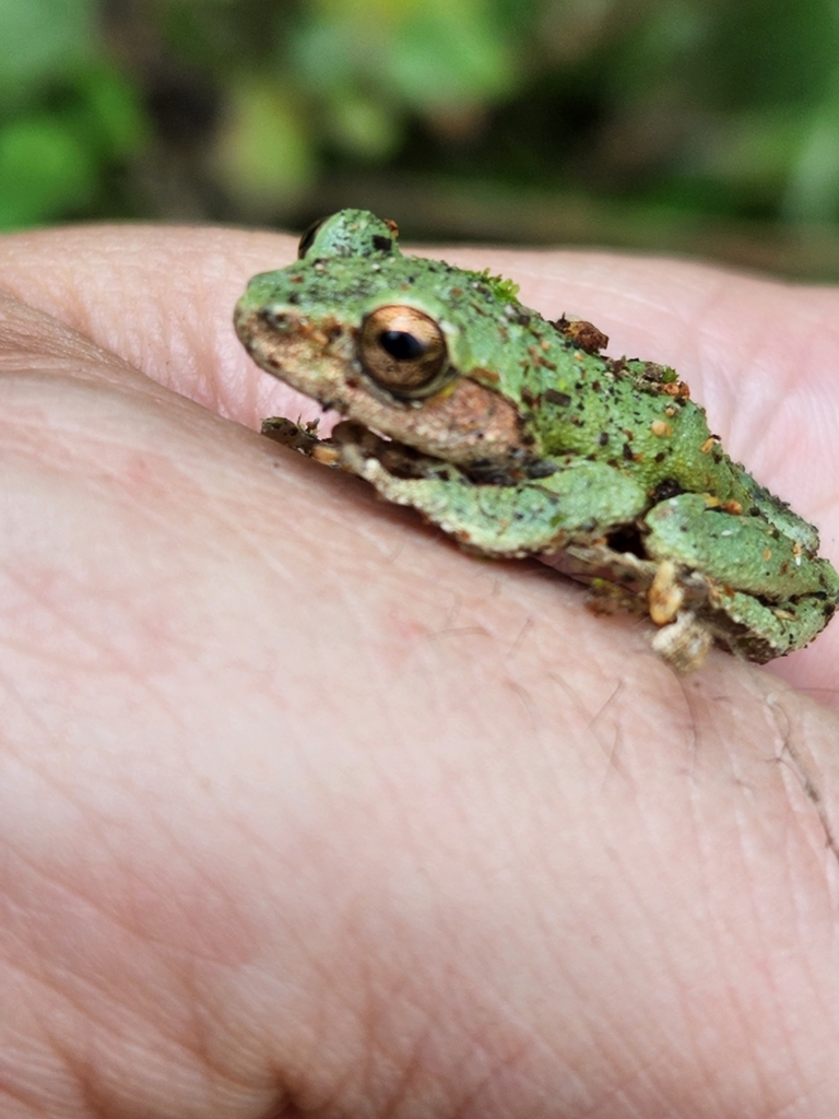 Eiffinger's Tree Frog from 848, Taiwan, 高雄市桃源區寶山里 on April 22, 2024 at ...