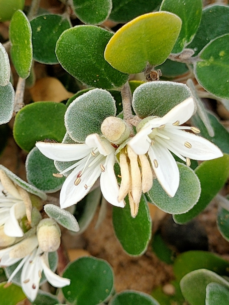 Correa alba alba from Rye VIC 3941, Australia on April 21, 2024 at 02: ...