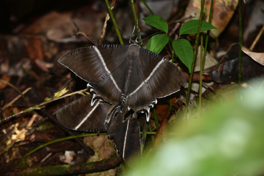 Tropical Swallowtail Moth from West Kotawaringin Regency, Central ...