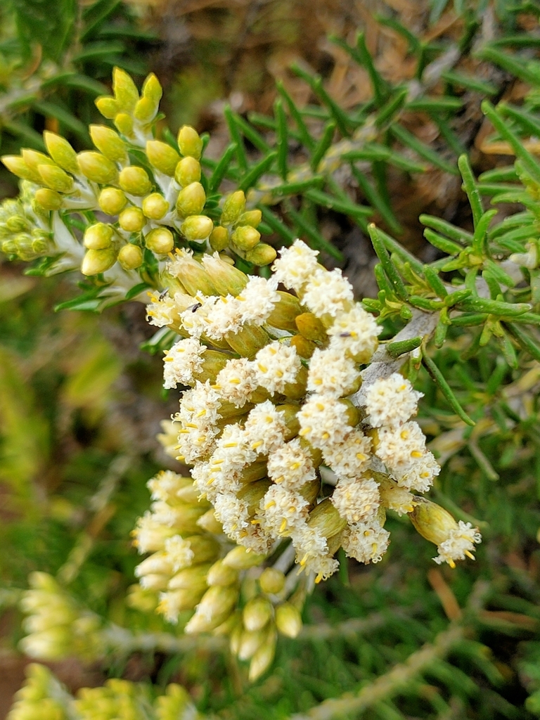 Coast Everlasting from Rye VIC 3941, Australia on April 21, 2024 at 02: ...