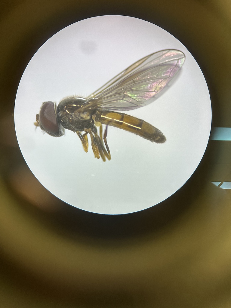 Small Hover Fly from South Island / Te Waipounamu, Temuka, Canterbury ...
