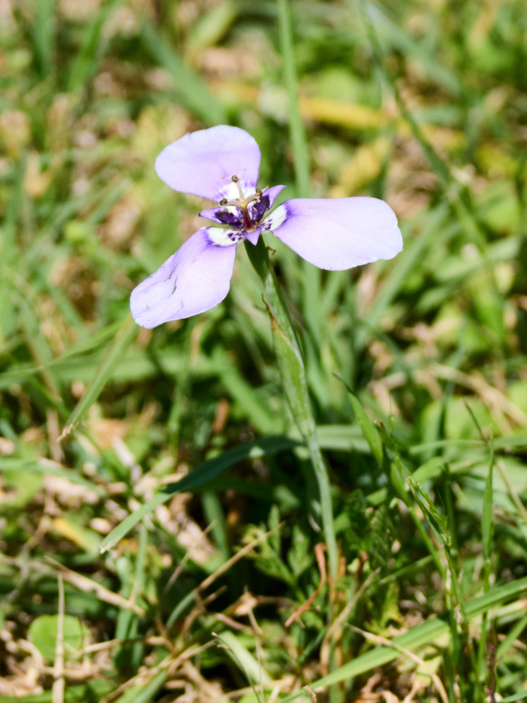 Prairie Nymph from Aransas County, TX, USA on April 4, 2024 at 03:07 PM ...