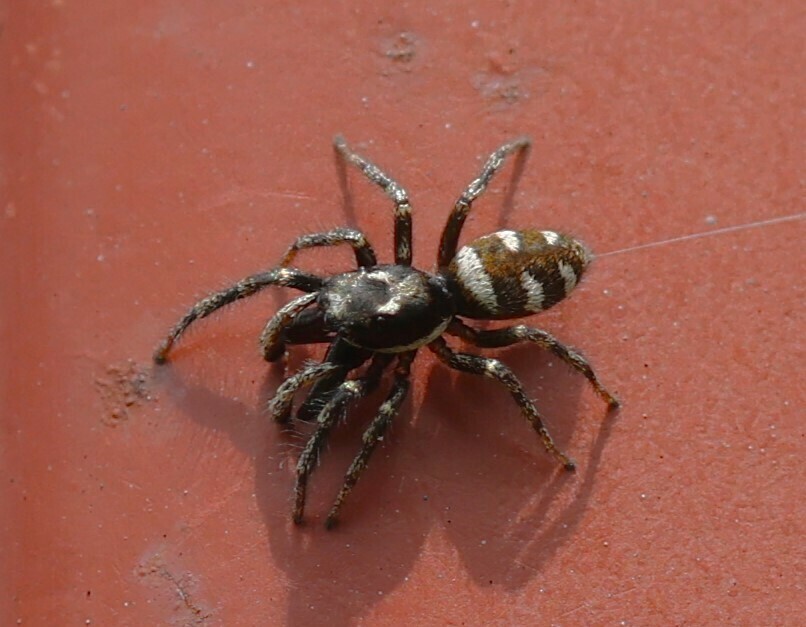 Zebra Jumping Spider from Brookside, Stockton, CA, USA on April 17 ...