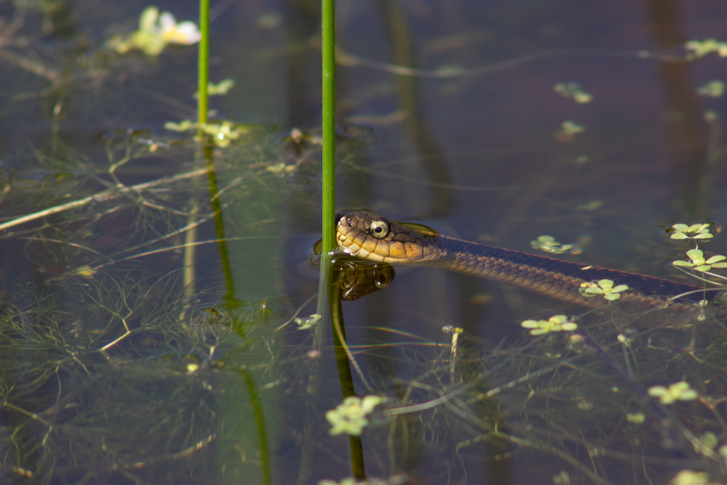 Diablo Range Garter Snake from Santa Clara County, CA, USA on April 28 ...