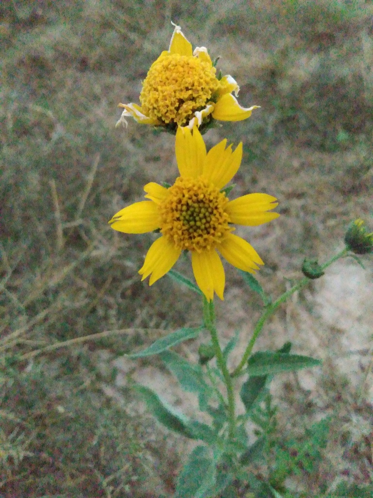 cowpen daisy from Mapimí, Dgo., México on December 28, 2019 at 01:54 PM ...