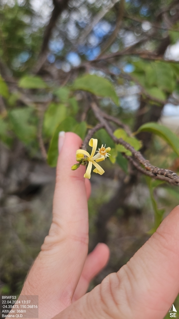 Turraea pubescens from Banana QLD 4702, Australia on April 22, 2024 at ...