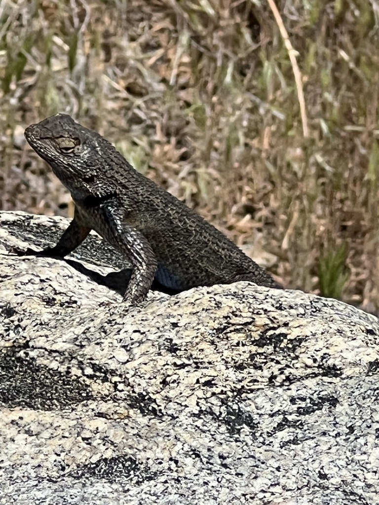 Western Fence Lizard from Joshua Tree National Park, Yucca Valley, CA ...