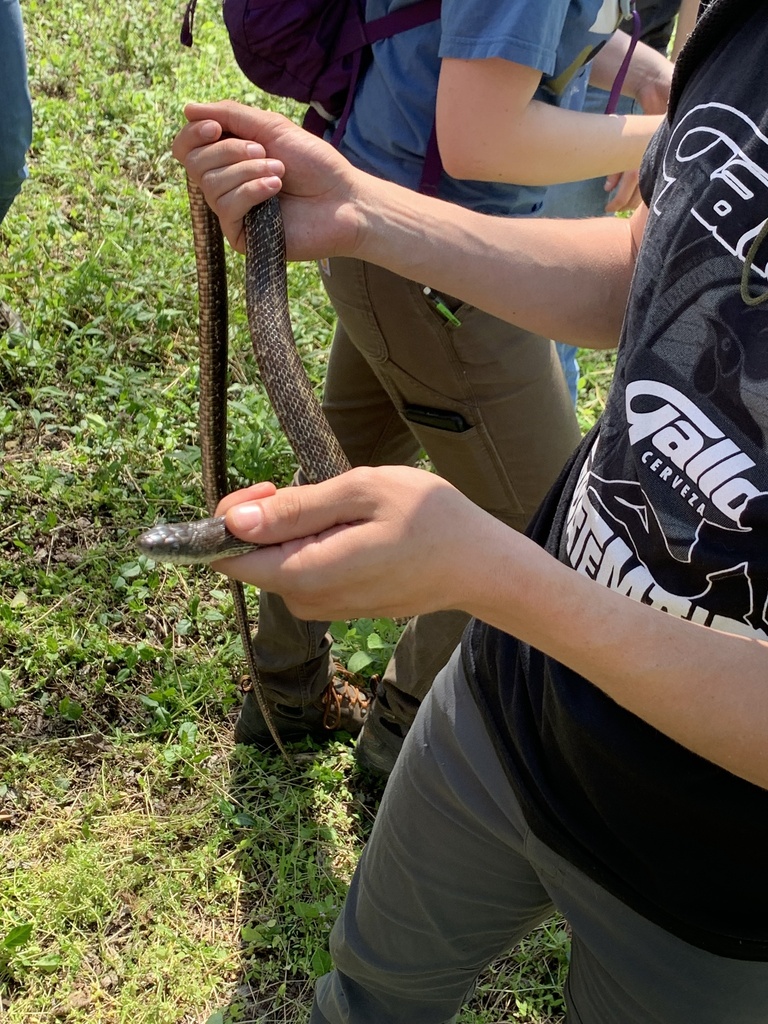 Gray Ratsnake from Hubert Layton Rd, Lancaster, KY, US on April 15 ...