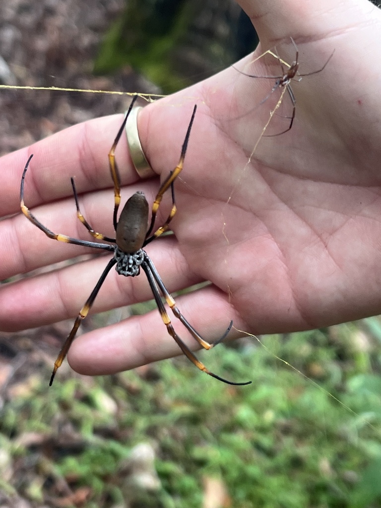 Tiger Spider from Wongawallan, QLD, AU on April 22, 2024 at 01:52 PM by ...