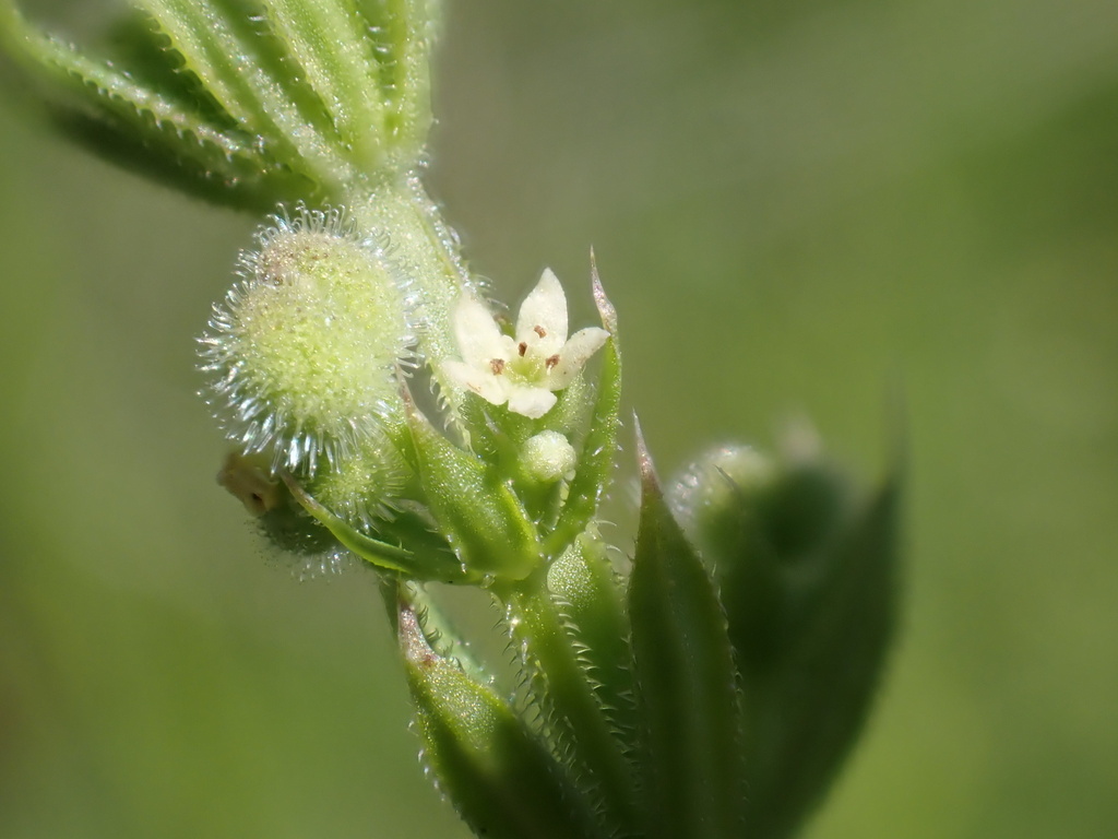 Wall Bedstraw from Santa Rosa Plateau Ecological Reserve, Temecula, CA ...