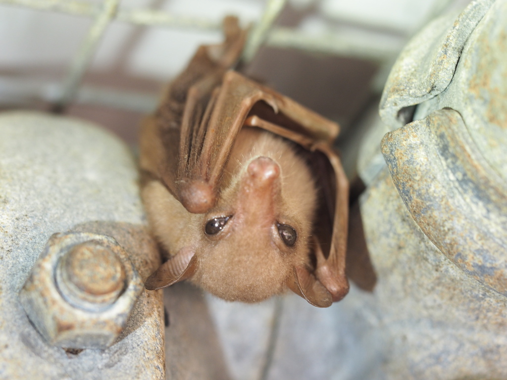 Southern Blossom Bat from Mount Surround QLD 4809, Australia on April ...