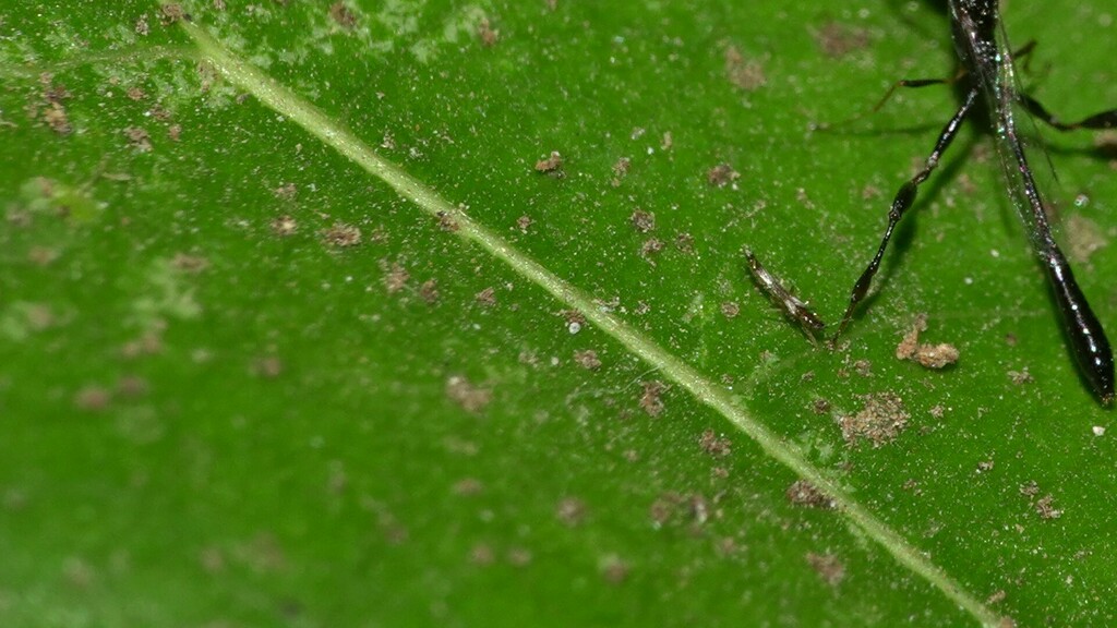 Common Thrips from Forest Park, Powai, Mumbai, Maharashtra, India on ...