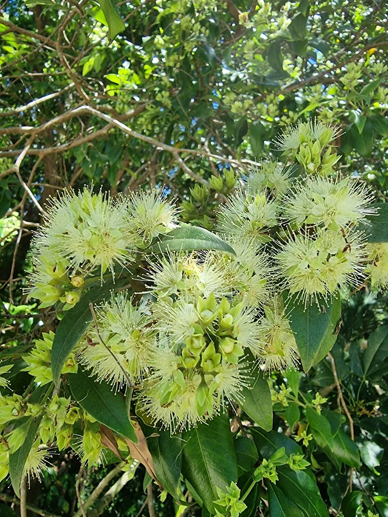 Grey Myrtle from Brisbane QLD, Australia on October 29, 2022 at 12:17 ...