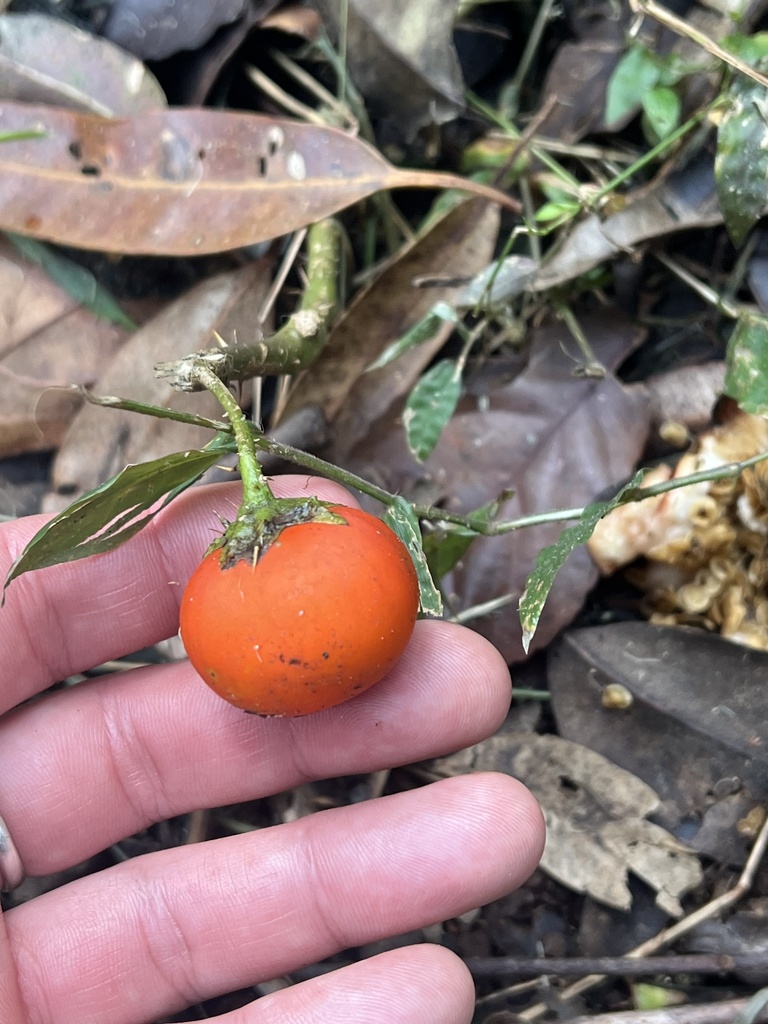 Cockroach Berry from Curtis Rd, Tamborine Mountain, QLD, AU on April 22 ...