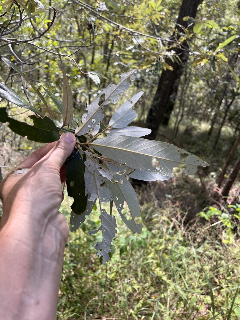Red Ash from Samford Conservation Park, Ferny Hills, QLD, AU on April ...