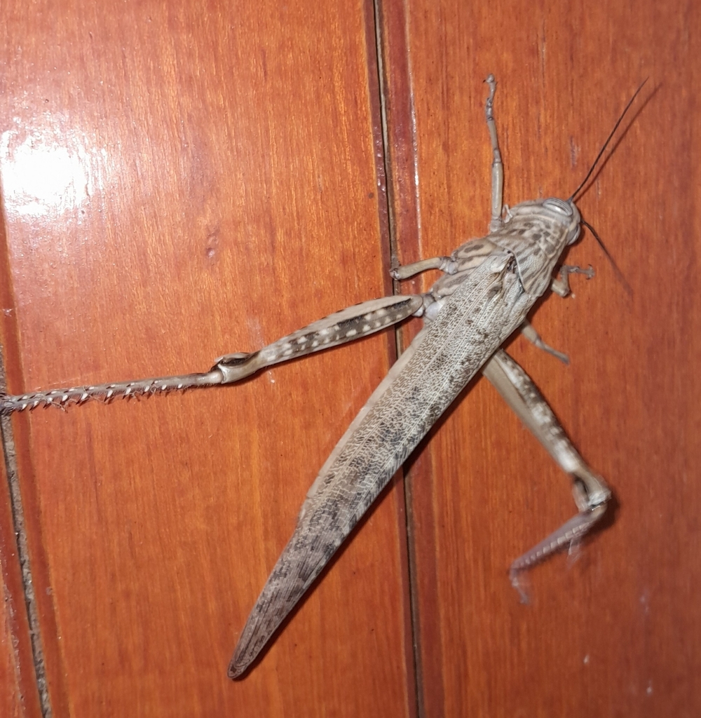 Tree Locust from Gobabeb, Namib-Naukluft Park, Namibia, C2QR+7G8 ...