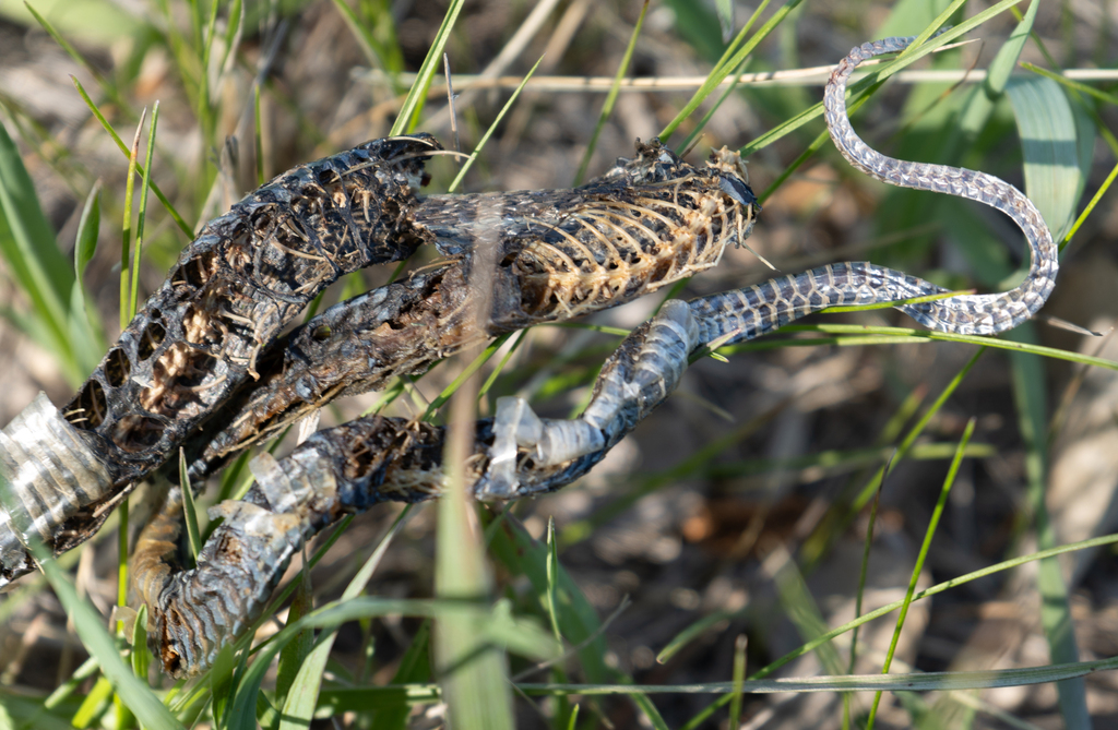 Garter Snakes from Lincoln Saline Wetlands Nature Center, 570-598 W ...