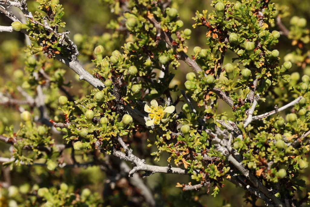 desert bitterbrush from San Bernardino County, CA, USA on April 19 ...