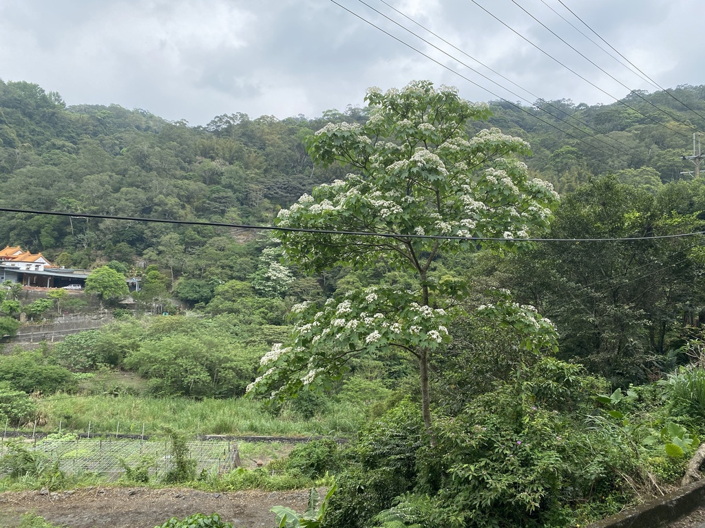 mu oil tree from 臺灣島, 頭城鎮, ILA, TW on April 22, 2024 at 02:07 PM by Neo ...