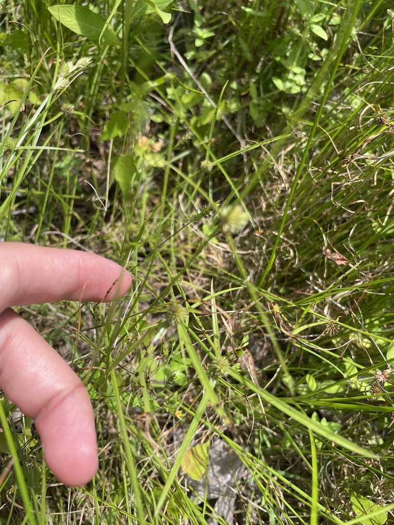 Shortleaf Spikesedge from Broadland Pass, Thonotosassa, FL, US on April ...