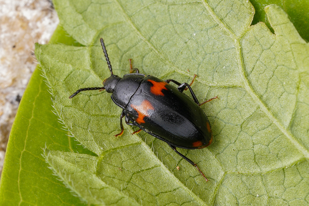 Basanus from 中国江苏省南京市玄武区 on April 12, 2024 at 03:17 PM by 帕索卡 · iNaturalist