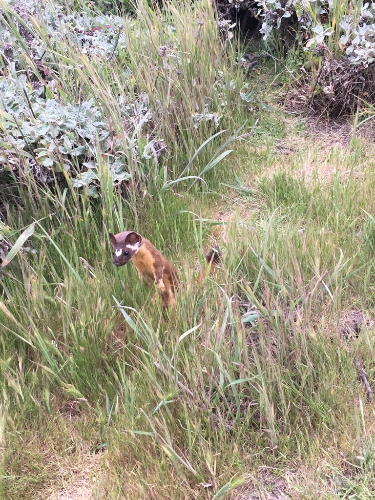 Long-tailed Weasel from Wilder Ranch State Park, Santa Cruz, CA, US on ...