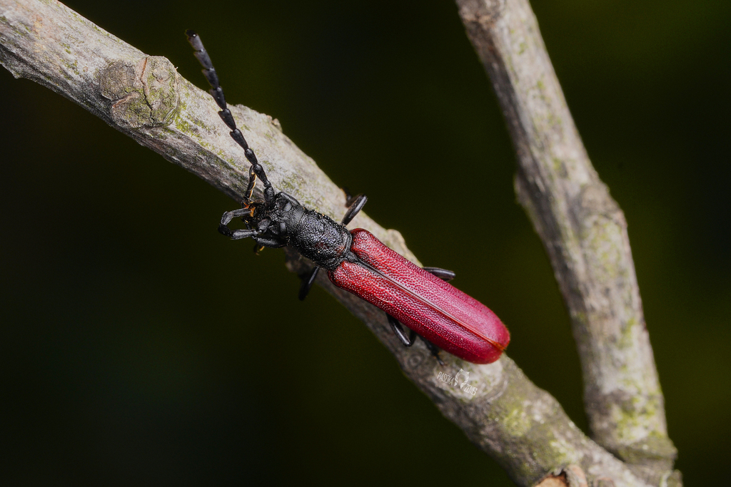 Pyrestes from 中国江苏省南京市玄武区 on April 12, 2024 at 03:28 PM by 帕索卡 ...