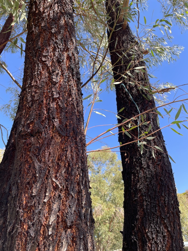 Red Ironbark from Mildura - Pt B, AU-VI, AU on April 22, 2024 at 12:20 ...