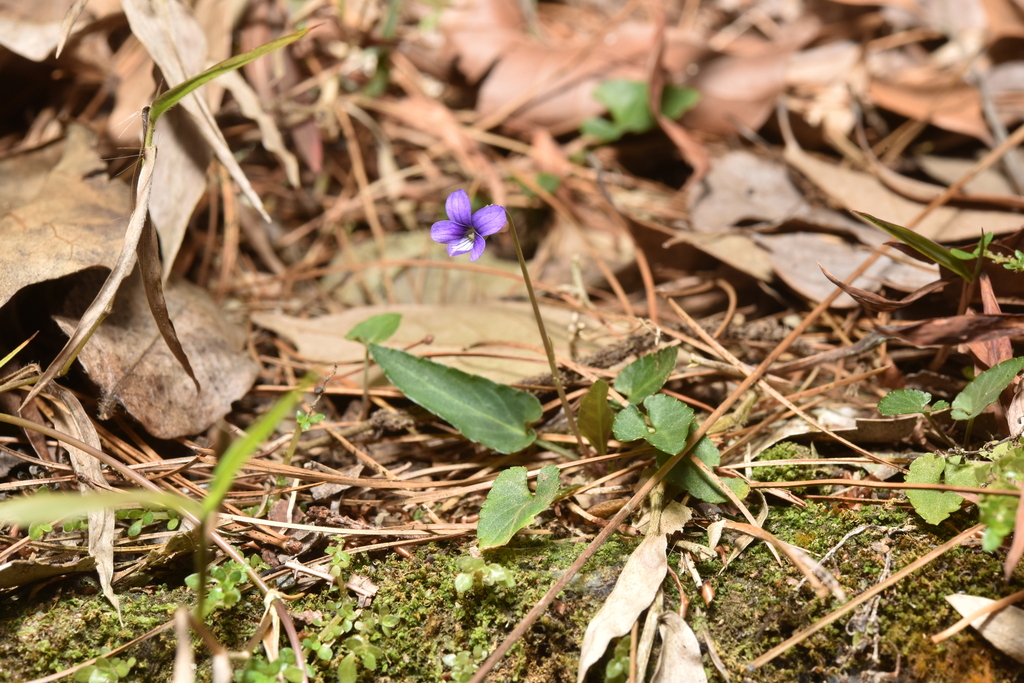 Viola inconspicua nagasakiensis from 546台灣南投縣仁愛鄉山林巷1號惠蓀林場 on March 23 ...