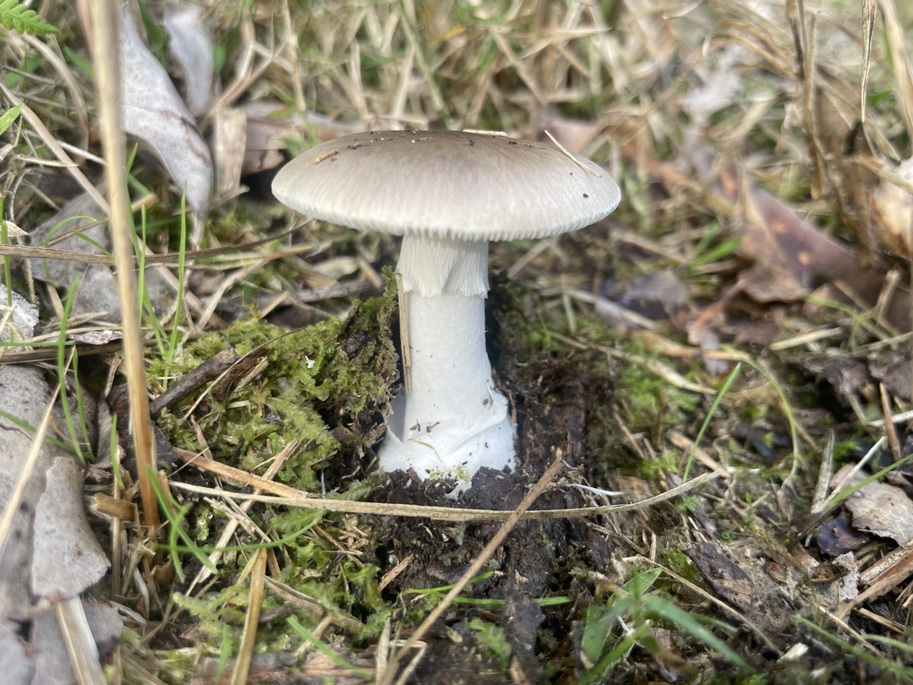 Marbled Death Cap from Narara, NSW, AU on April 22, 2024 at 03:16 PM by ...