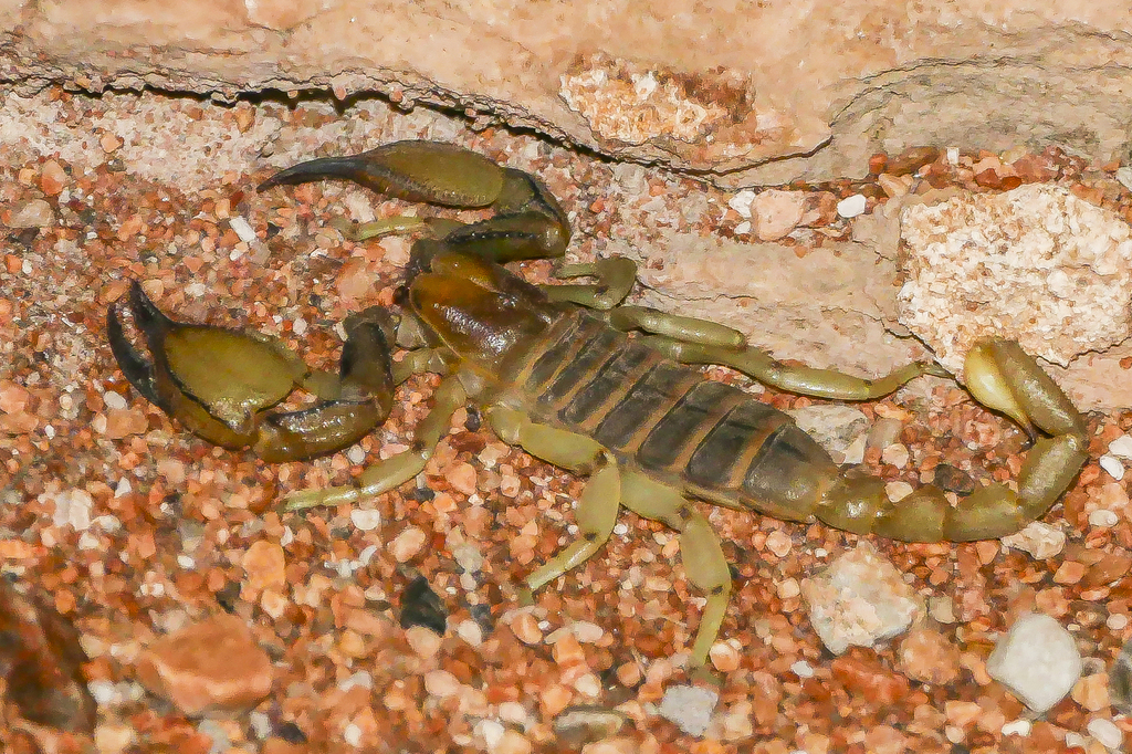 Robust Burrowing Scorpion from 8P4V+523 Camp Aussicht, Okaaruu, Namibia ...