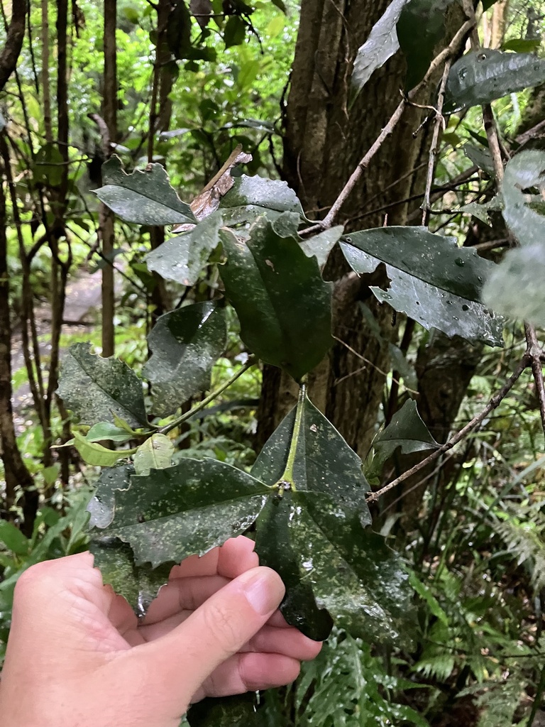 Doryphora sassafras from Rainforest Walk, Robertson, NSW, AU on April ...