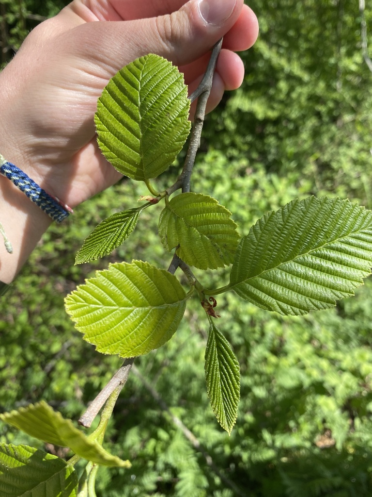 Red Alder from Plymouth Dr, North Vancouver, BC, CA on April 21, 2024 ...