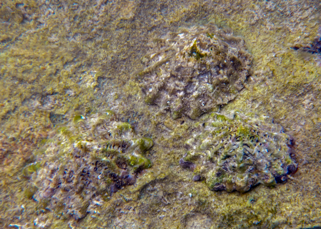Patelloida alticostata from North Coogee, WA, AU on March 16, 2022 at ...