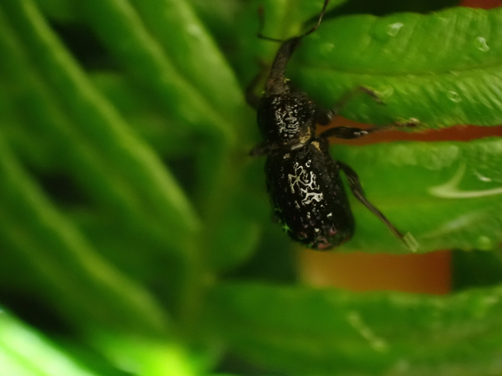 Syagrius in April 2024 by Michelle Colpus · iNaturalist