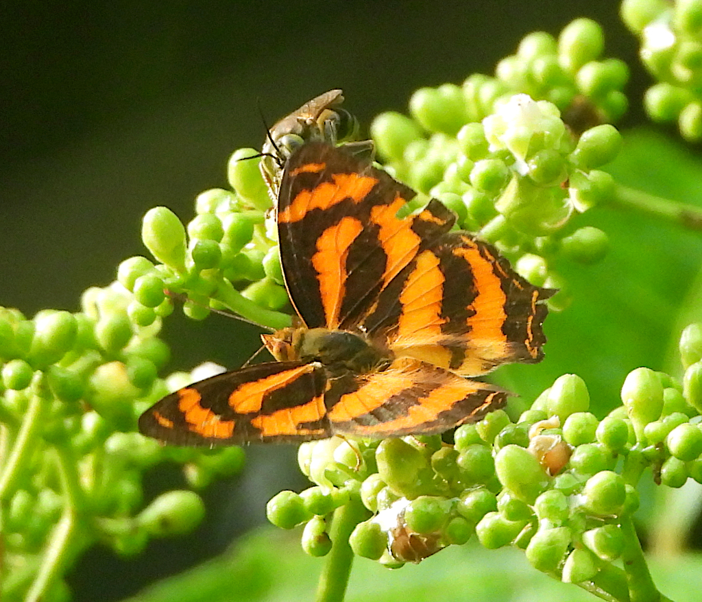 Common Jester from Singapore Botanic Gardens on April 21, 2024 at 08:22 ...