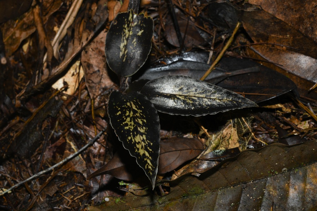 Pelexia goninensis from Saint-Élie 97312, Guyane française on August 17 ...
