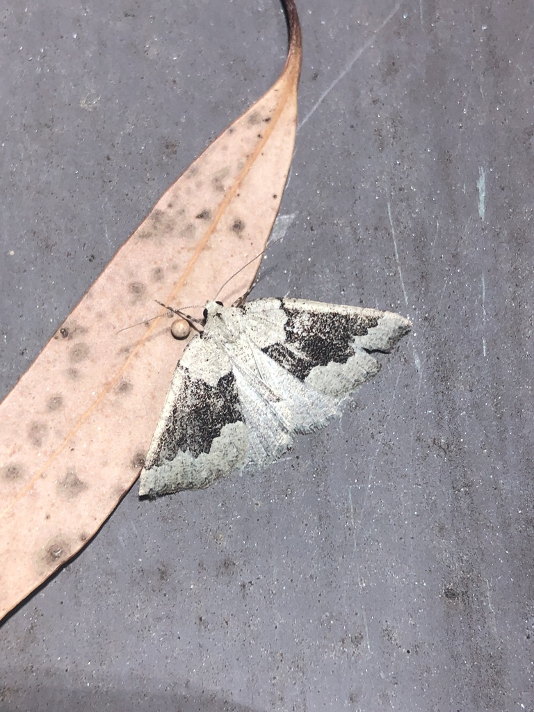 Broken-banded Cape-moth from Vale St, Skye, SA, AU on April 22, 2024 at ...
