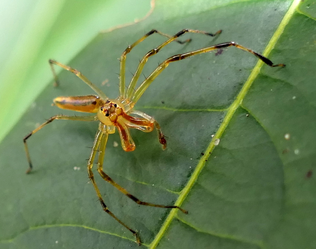 Translucent Green Jumping Spiders from Zona rural de Paudalho ...