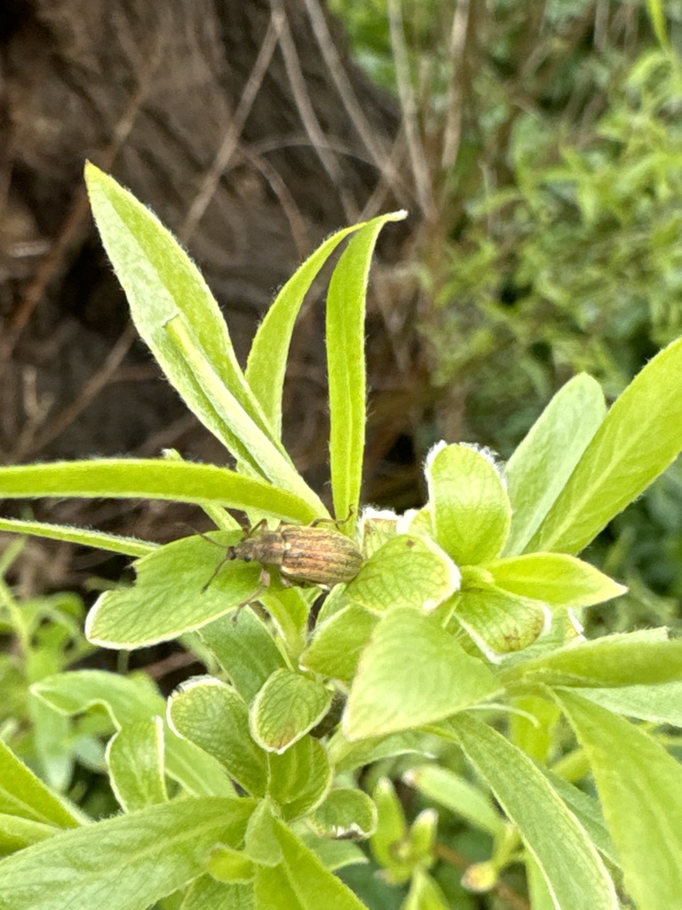 Common Leaf Weevil from Littlewood Close, Plymouth, England, GB on ...