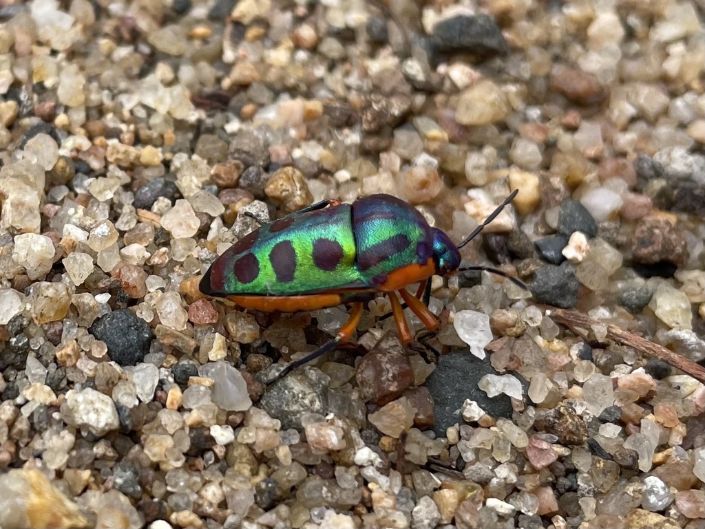 Calidea humeralis from Kruger National Park, Bushbuckridge, MP, ZA on ...