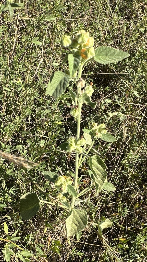 flannel weed in April 2024 by prossington · iNaturalist