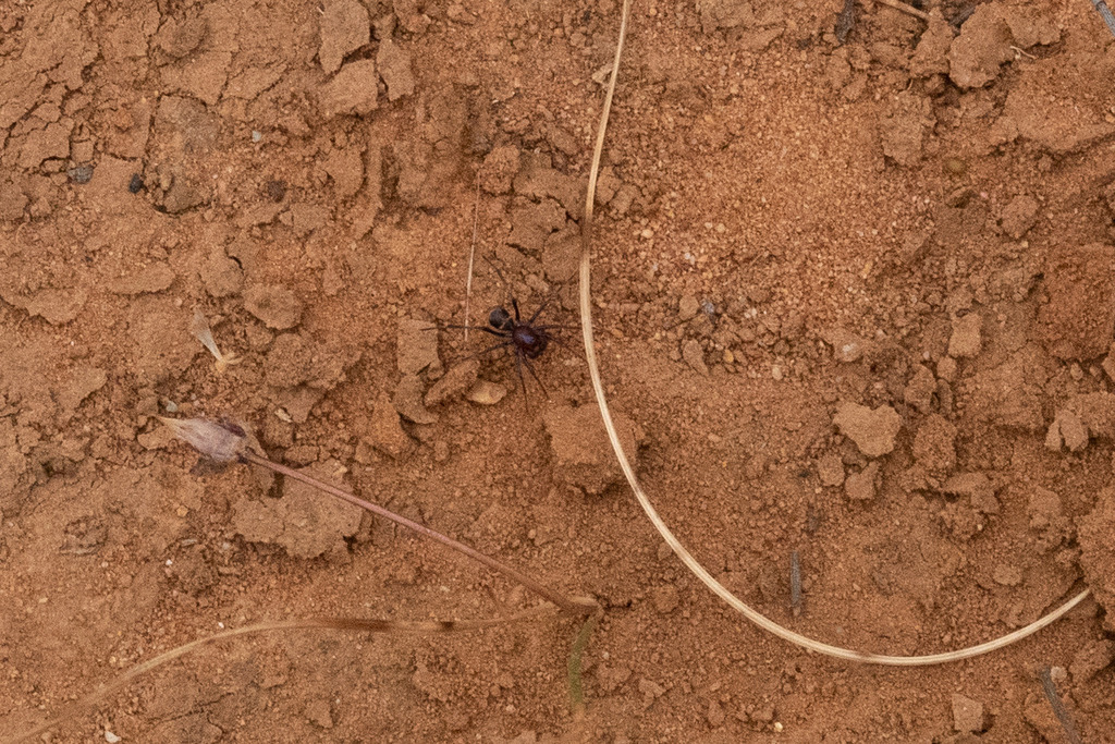 zodariid spiders from Stirling Range National Park WA 6338, Australia ...