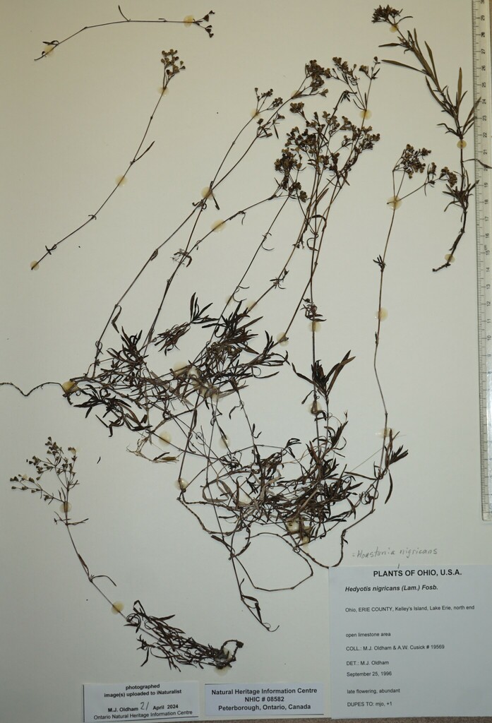 diamond-flowers from USA, Ohio, Erie County, Kelley's Island, Lake Erie ...