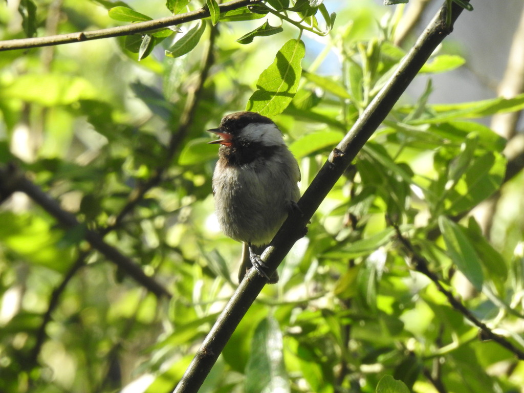 Chestnut-backed Chickadee from Burleigh H. Murray Ranch State Park, 305 ...
