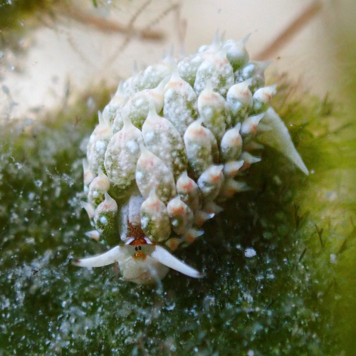 little leaf-sheep (Costasiella kuroshimae) · iNaturalist