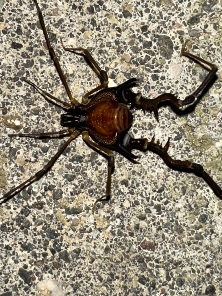 Sadocus asperatus from Alemana Alto, Concepción, Región del Biobío, CL ...