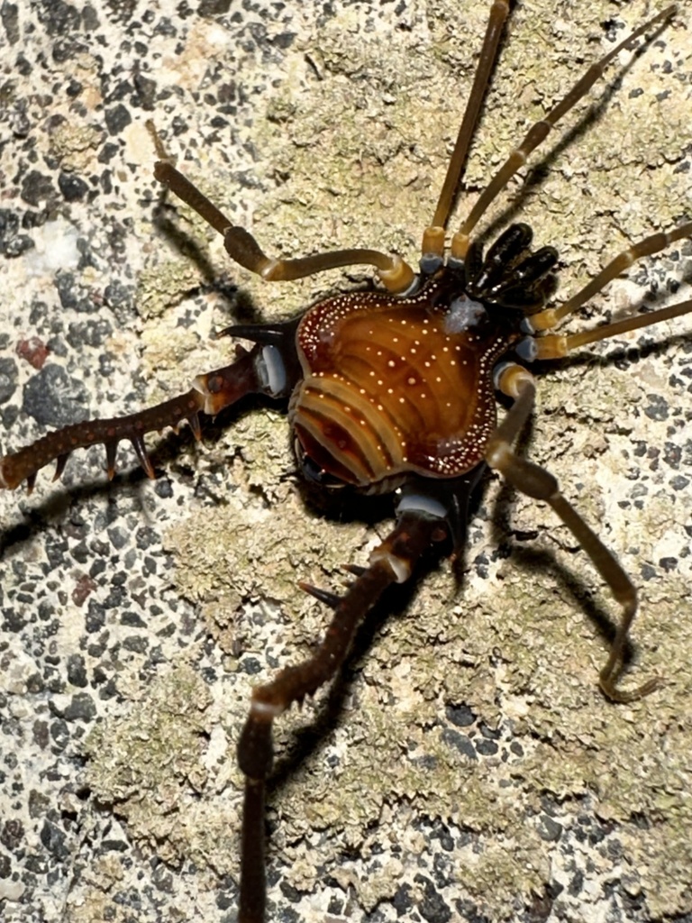 Sadocus asperatus from Alemana Alto, Concepción, Región del Biobío, CL ...